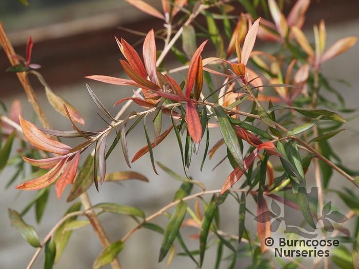 Leptospermum Macrocarpum 'Copper Sheen' from Burncoose Nurseries