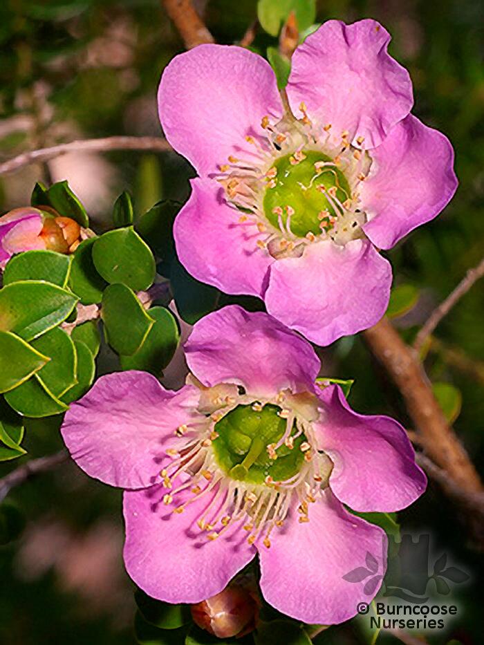 Leptospermum Rotundifolia from Burncoose Nurseries