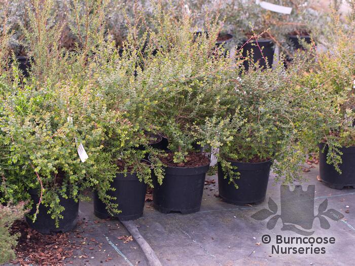 Leptospermum Rotundifolia from Burncoose Nurseries