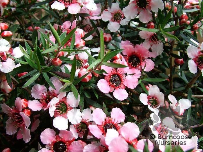 Leptospermum Scoparium 'Martini' from Burncoose Nurseries