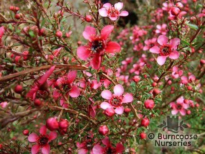 Leptospermum Scoparium Nanum 'Kiwi' from Burncoose Nurseries