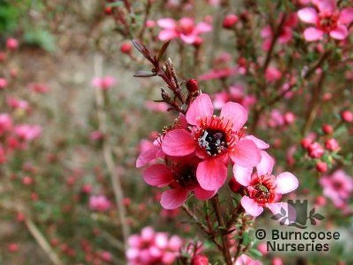 Leptospermum Scoparium Nanum 'Kiwi' from Burncoose Nurseries