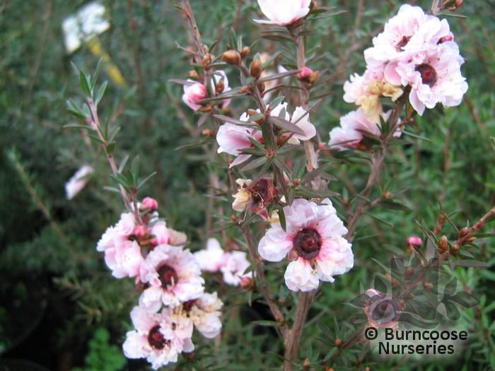 Leptospermum from Burncoose Nurseries