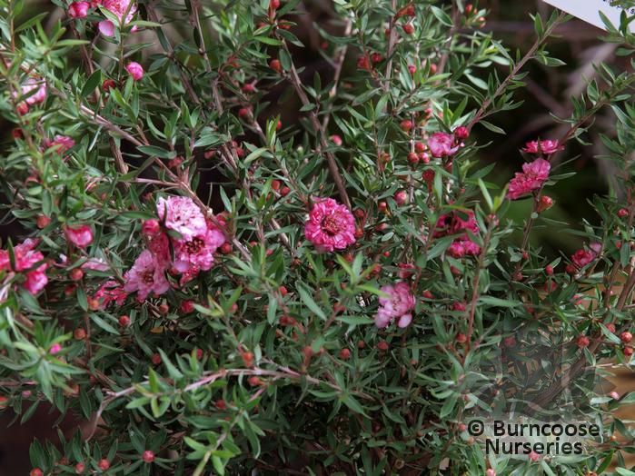 Leptospermum Scoparium 'Coral Candy' from Burncoose Nurseries