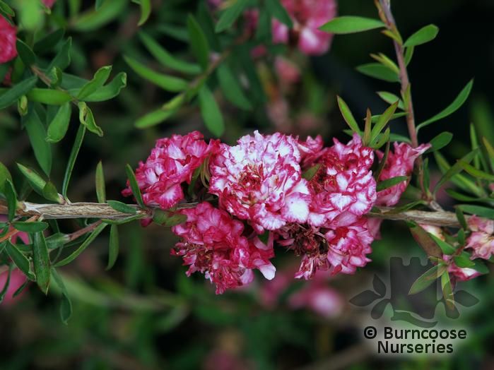 Leptospermum Scoparium 'Coral Candy' from Burncoose Nurseries
