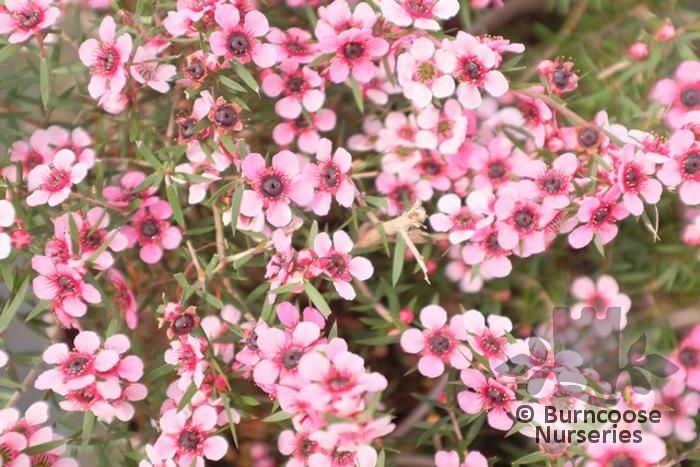 Leptospermum Scoparium 'Martini' from Burncoose Nurseries