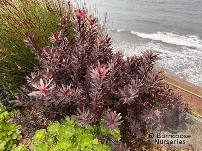 Protea Leucadendron 'Burgundy Sunset' from Burncoose Nurseries