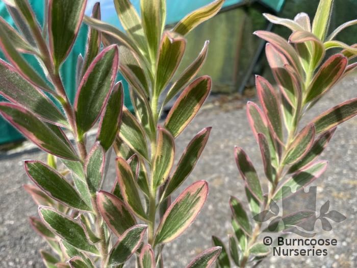 Protea Leucadendron 'Jester' from Burncoose Nurseries
