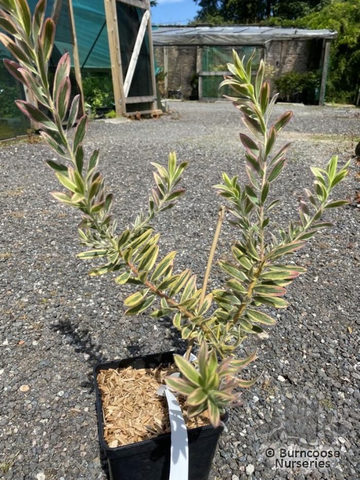 Protea Leucadendron 'Jester' from Burncoose Nurseries
