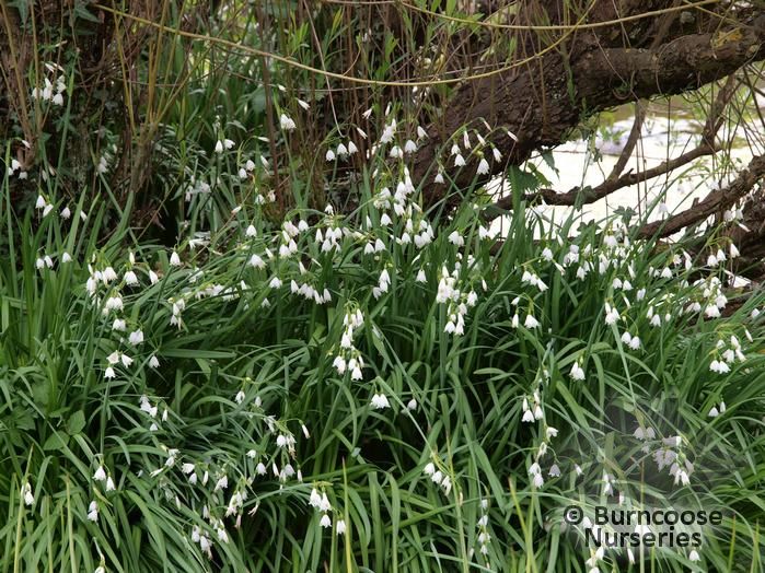 Leucojum from Burncoose Nurseries