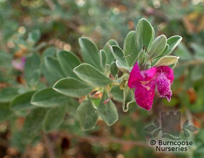 Leucophyllum Frutescens 'Green Cloud' from Burncoose Nurseries