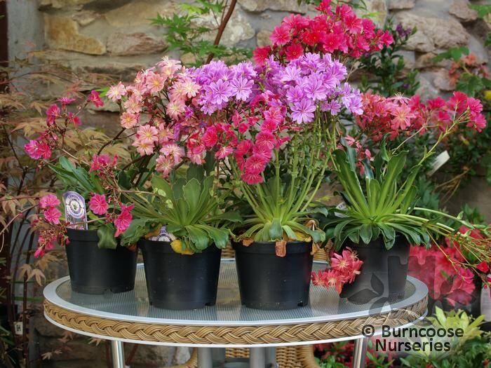 Lewisia Sunset Hybrids from Burncoose Nurseries