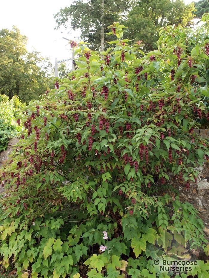 Leycesteria Formosa from Burncoose Nurseries