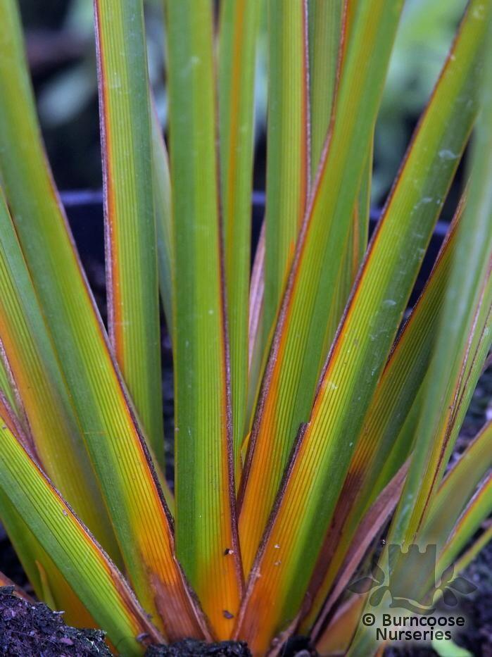 Libertia from Burncoose Nurseries