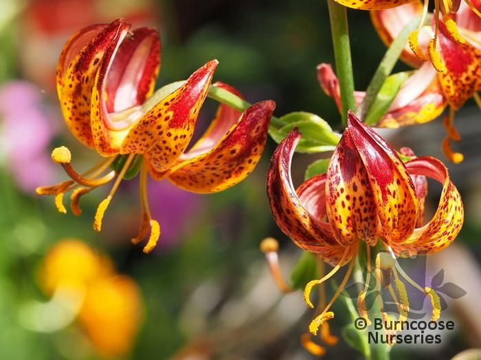 Lilium from Burncoose Nurseries