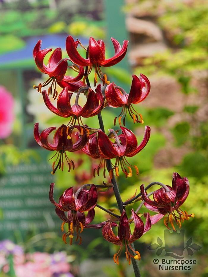 Lilium from Burncoose Nurseries