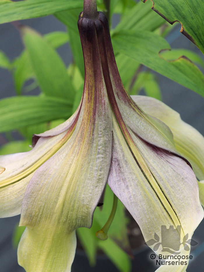 Lilium Nepalense from Burncoose Nurseries