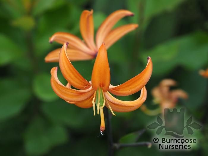 Lilium 'Orange Marmalade' from Burncoose Nurseries