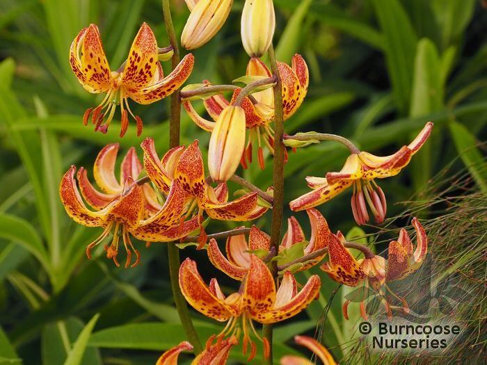 Lilium 'Sunny Morning' from Burncoose Nurseries