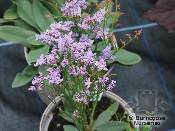 Limonium Gmelinii 'Dazzle Rocks' from Burncoose Nurseries