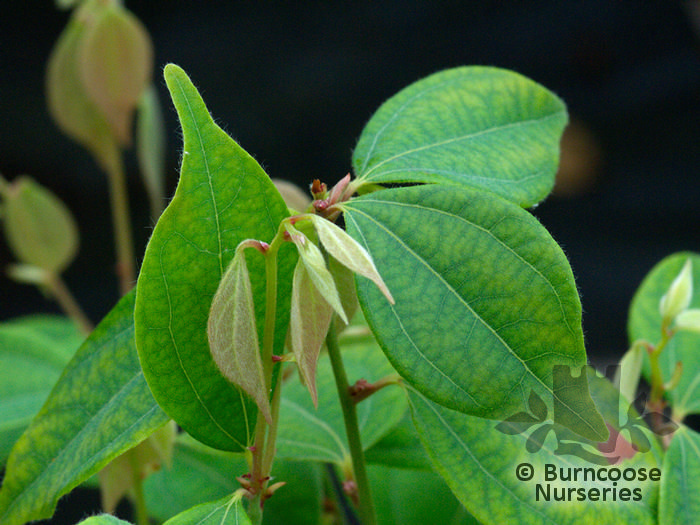 Lindera from Burncoose Nurseries
