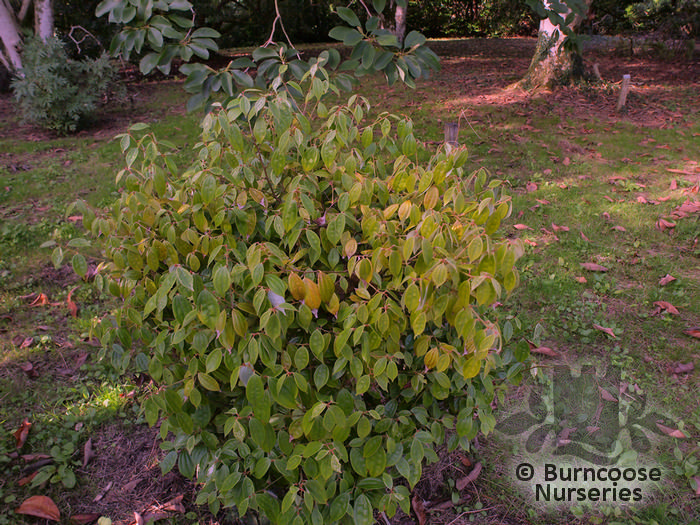 Lindera from Burncoose Nurseries