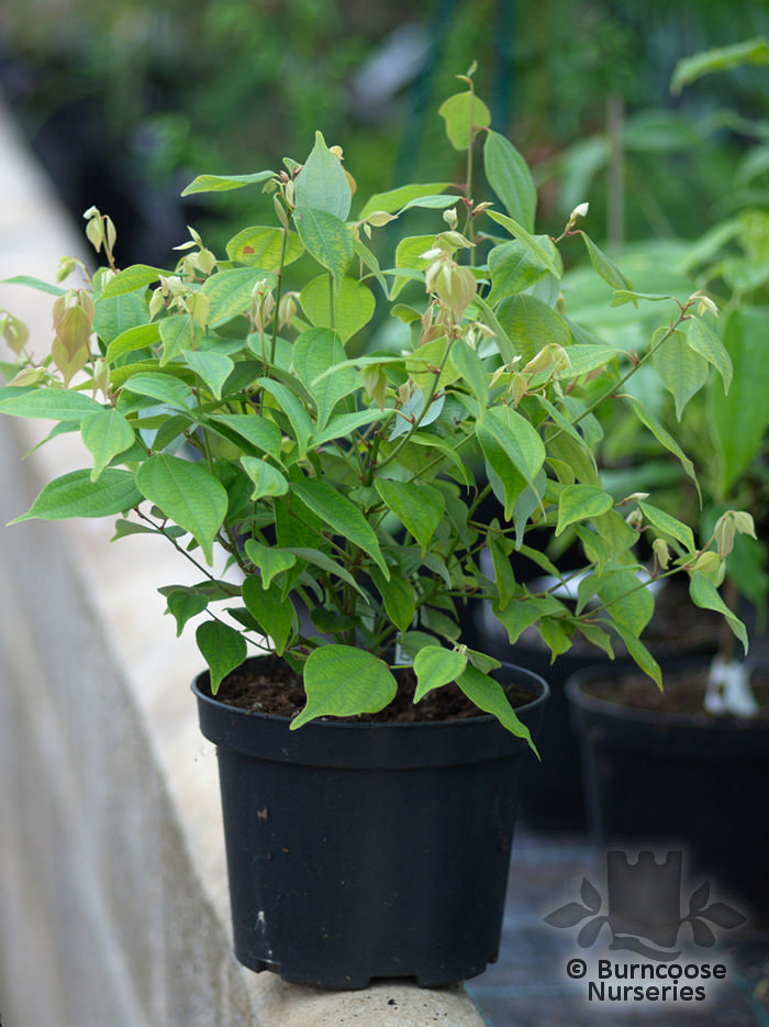 Lindera Aggregata from Burncoose Nurseries