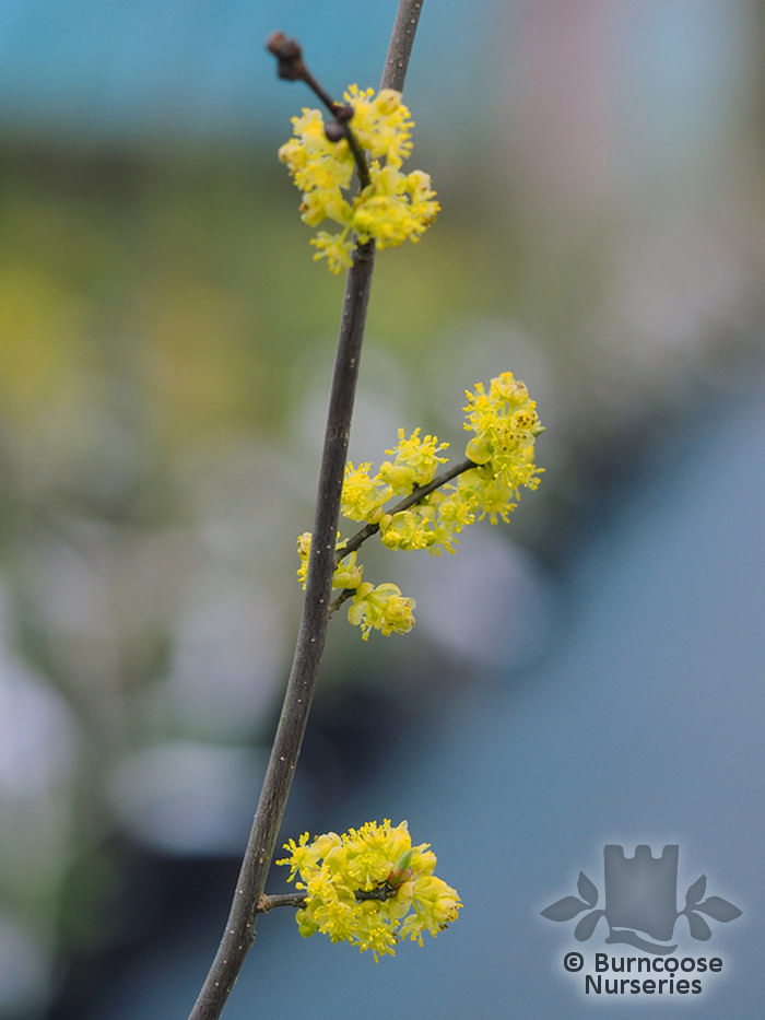 Lindera from Burncoose Nurseries