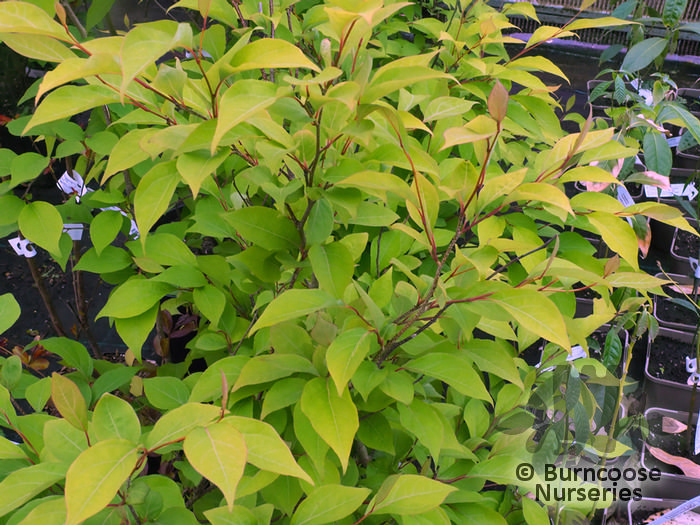 Lindera Praecox from Burncoose Nurseries