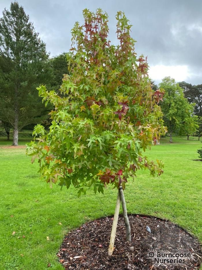 Liquidambar Styraciflua 'Palo Alto' from Burncoose Nurseries