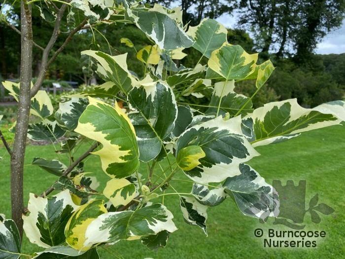 Liriodendron Tulipifera 'Snow Bird' from Burncoose Nurseries