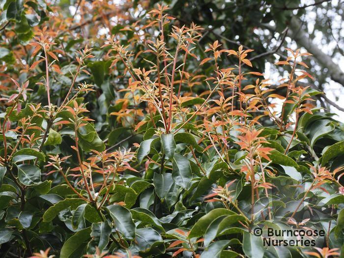 Lithocarpus Hancei from Burncoose Nurseries