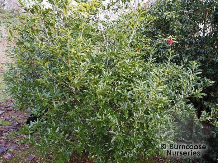 Lithocarpus Lepidocarpus from Burncoose Nurseries