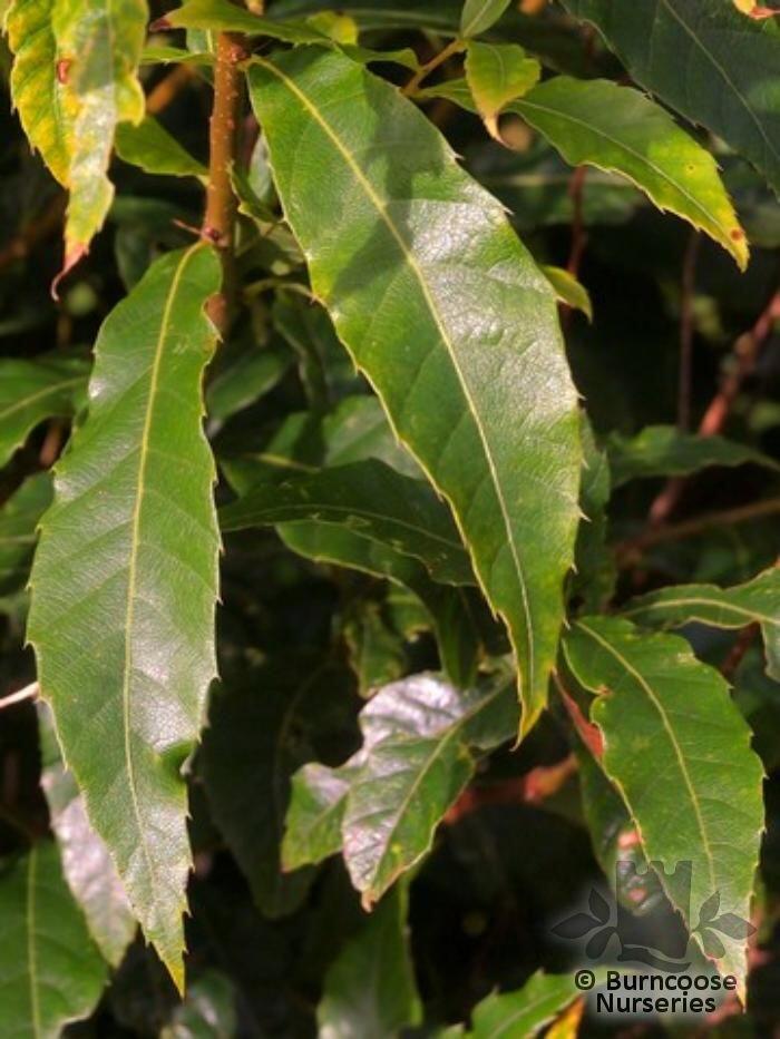 Lithocarpus Lepidocarpus from Burncoose Nurseries