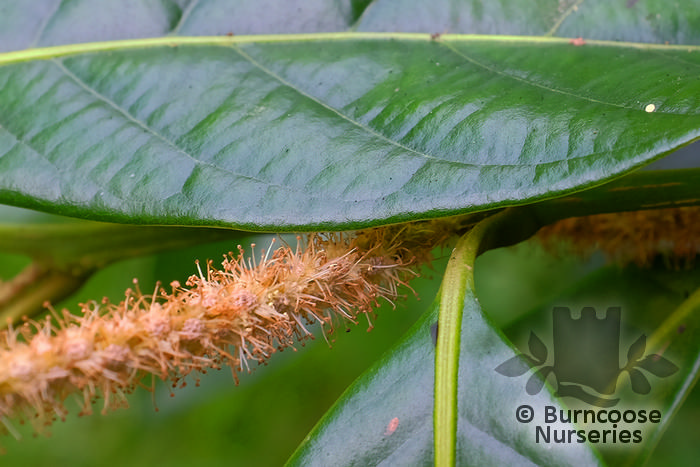Lithocarpus from Burncoose Nurseries
