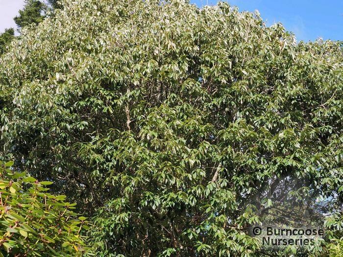 Lithocarpus from Burncoose Nurseries