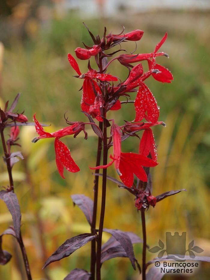 Lobelia Cardinalis 'Queen Victoria' from Burncoose Nurseries