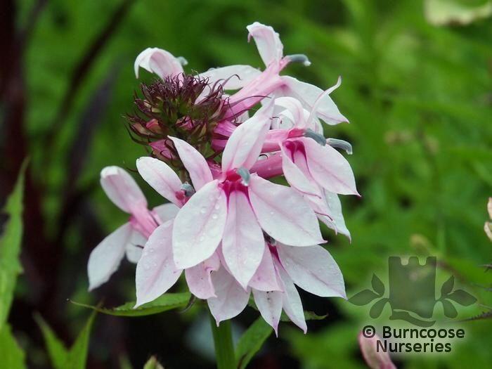 Lobelia 'Compton Pink' from Burncoose Nurseries