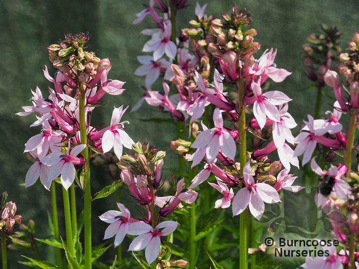 Lobelia 'Compton Pink' from Burncoose Nurseries