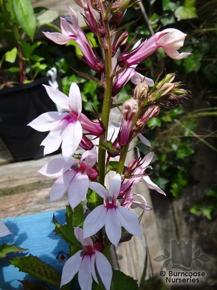 Lobelia 'Compton Pink' from Burncoose Nurseries