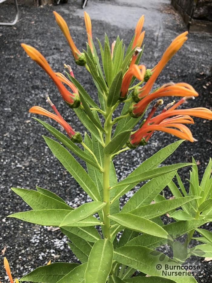 Lobelia from Burncoose Nurseries