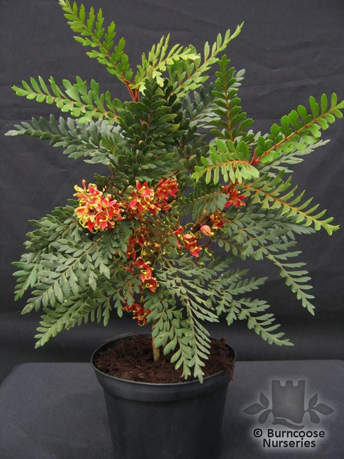 Lomatia Ferruginea from Burncoose Nurseries