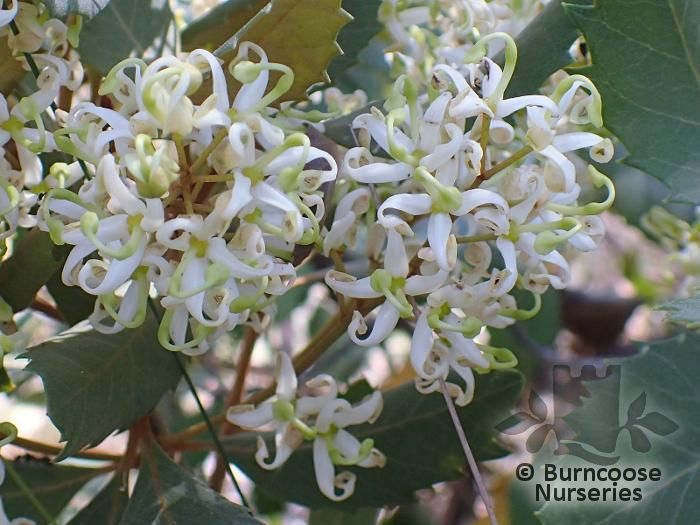 Lomatia Fraseri from Burncoose Nurseries