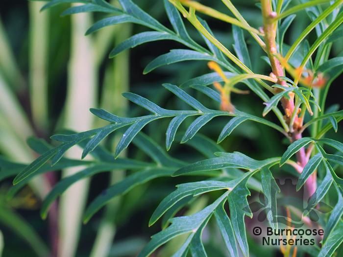 Lomatia Silaifolia from Burncoose Nurseries