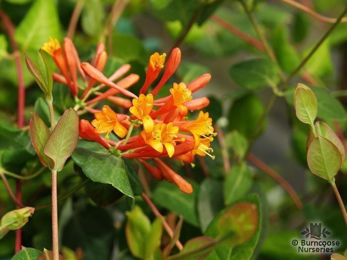 Lonicera Brownii 'Dropmore Scarlet' from Burncoose Nurseries CLIMBING ...