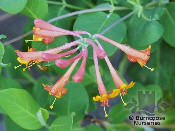 Lonicera Brownii 'Dropmore Scarlet' from Burncoose Nurseries