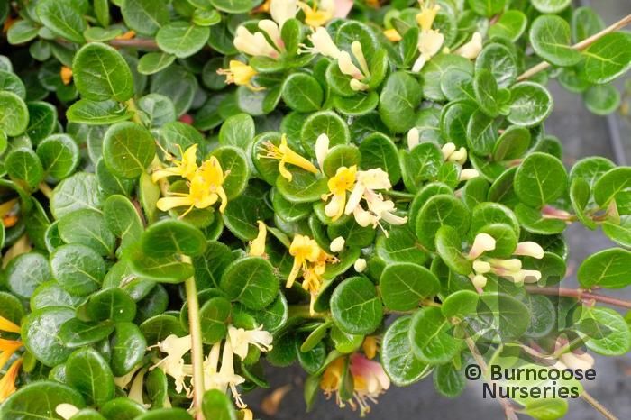 Lonicera Crassifolia 'Little Honey' from Burncoose Nurseries
