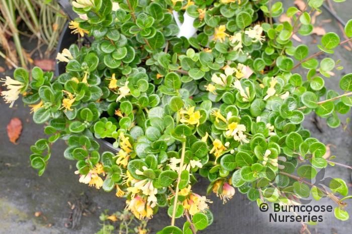 Lonicera Crassifolia 'Little Honey' from Burncoose Nurseries