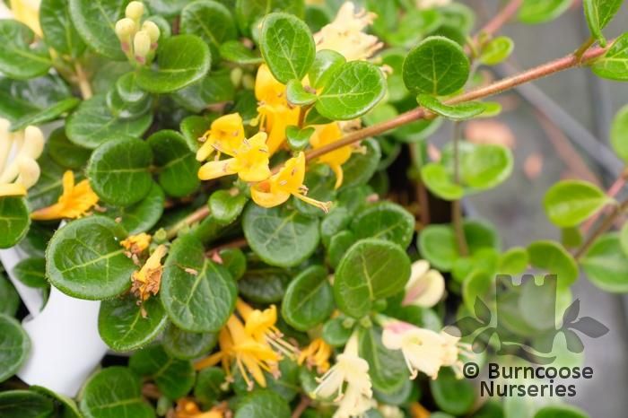 Lonicera Crassifolia 'Little Honey' from Burncoose Nurseries