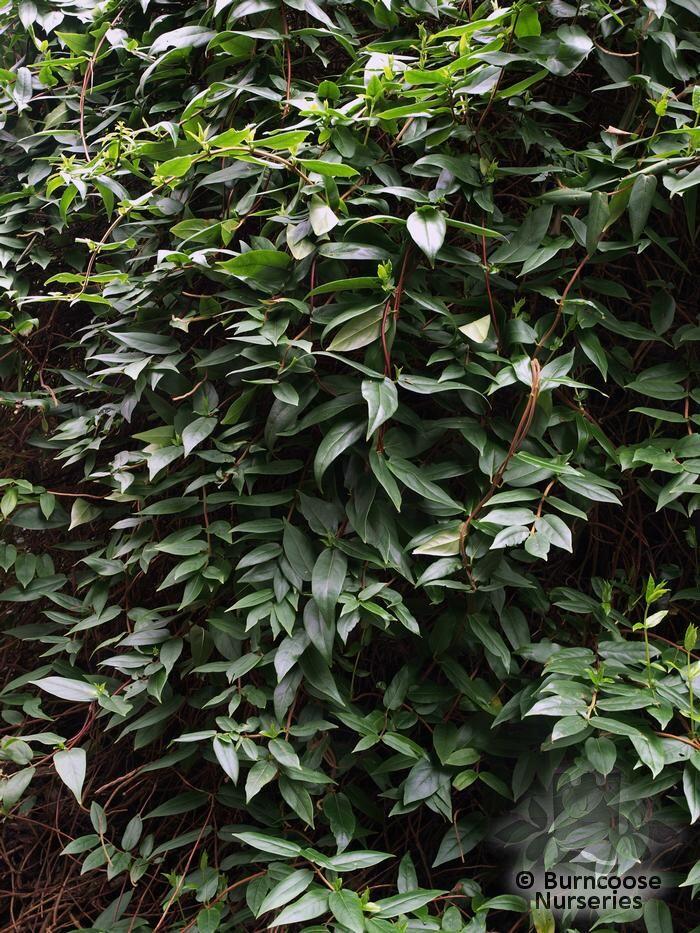 Lonicera from Burncoose Nurseries